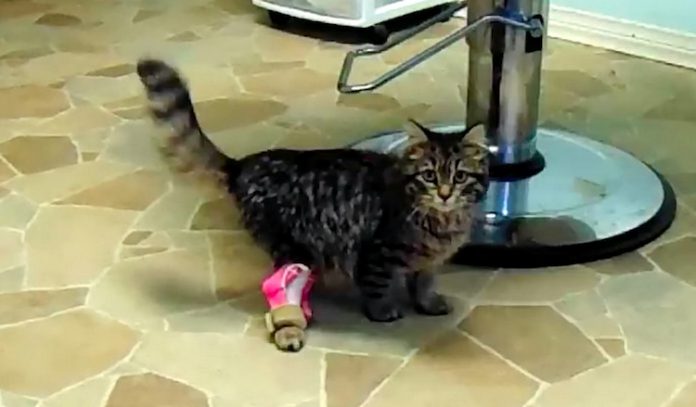 Empathetic Gamers Make Braces for Kitten Who Couldn't Find Forever Home ...