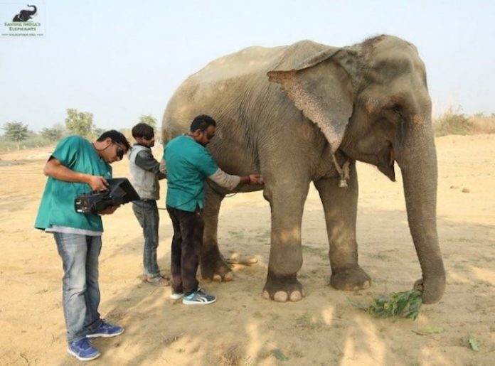 India Gets Its First Ever Hospital for Abused Elephants – and They’ve ...
