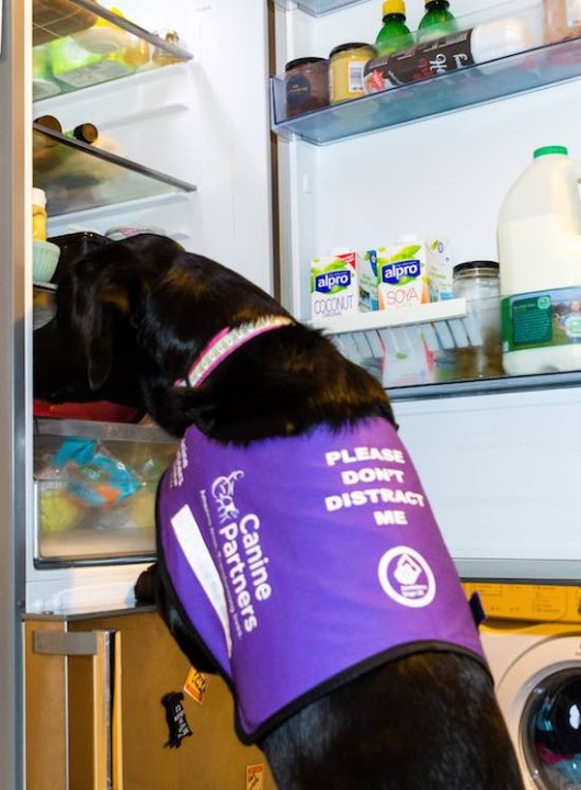 Service Dog Who Can Fetch Food, Clothing, and Pay for Shopping Has ...