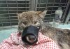 Good Samaritans Save Drowning Animal From Frozen River Only to Discover ...