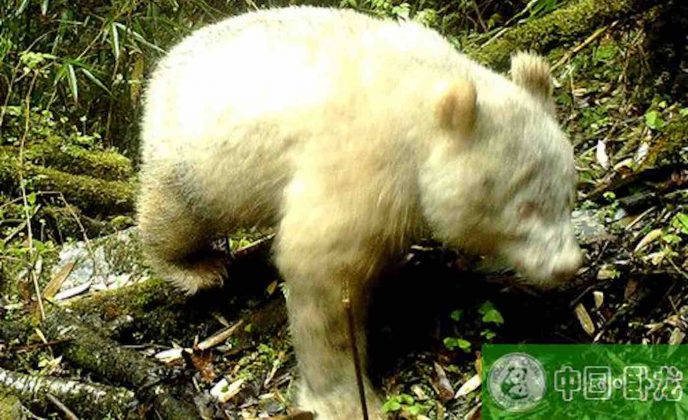 Rare All-White Panda Spotted Again in China–The Only One of its Kind in ...