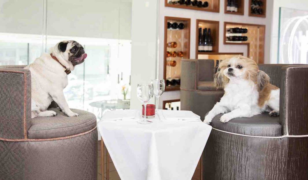 Having Dogs is Great for Your Social Life: Almost Half of Owners Have ...