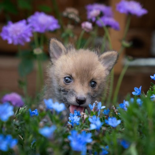 Farmer Saved Fox Cubs By Performing Emergency C-Section On Mother That ...