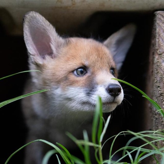 Farmer Saved Fox Cubs By Performing Emergency C-Section On Mother That ...