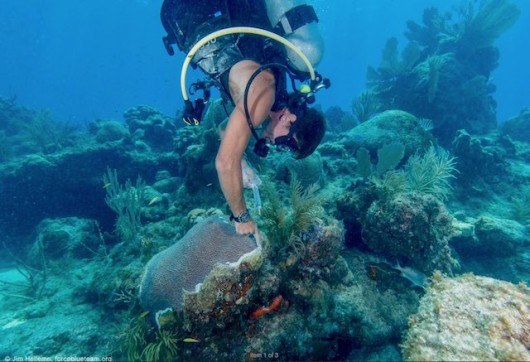 Veterans Are Finding Renewed Purpose Through Scuba Diving Missions to ...