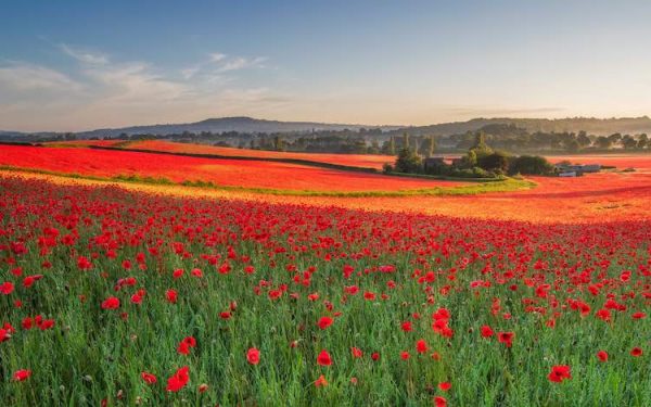 Check Out These Breathtaking Photos of Poppy Field's First Bloom in Years