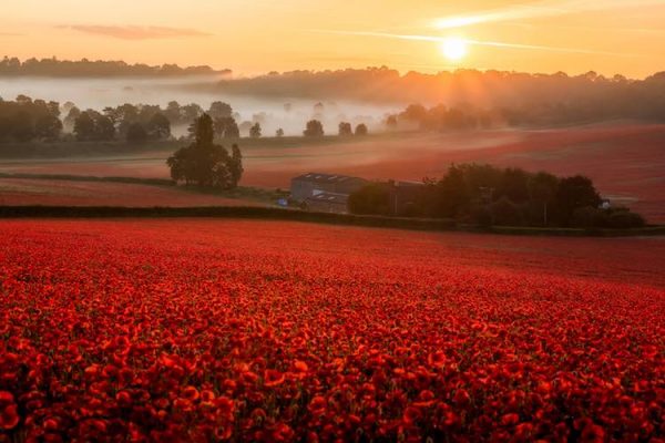Check Out These Breathtaking Photos of Poppy Field's First Bloom in Years