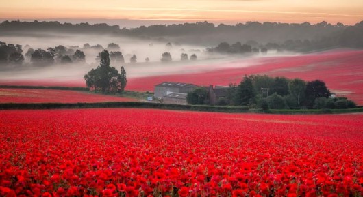 Check Out These Breathtaking Photos of Poppy Field's First Bloom in Years