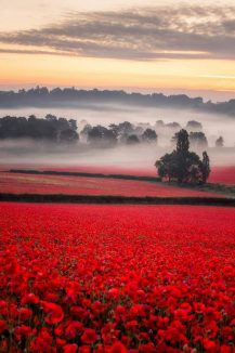 Check Out These Breathtaking Photos of Poppy Field's First Bloom in Years