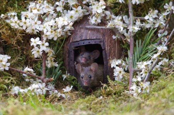 Photographer Builds Adorable Tiny Log Cabins in His Backyard to Keep ...