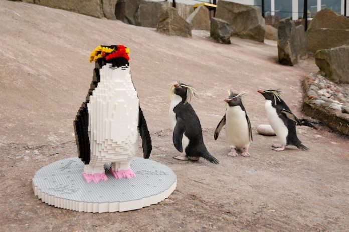 Zookeepers Capture Penguins' Amusing Reactions to Meeting Larger-Than ...