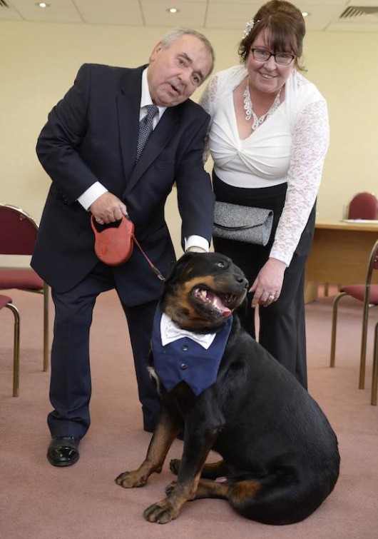 After Groom Met Wife-to-Be at Dog Rescue Center, They Make the ...