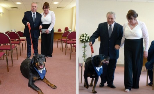 After Groom Met Wife-to-Be at Dog Rescue Center, They Make the ...