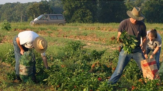 Family Farms Use ‘Crop Mobsters’ to Prevent More Than 1 Million ...