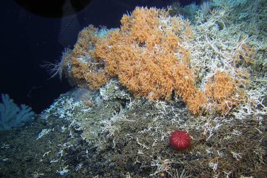 After Decades of Federal Protection, Hawaiian Coral Reefs Are Returning ...