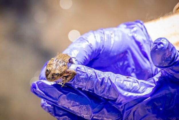 Conservationists Successfully Swoop in to Save Last of Known Endangered ...