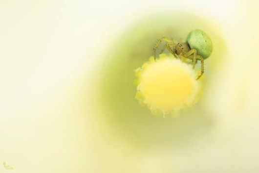 Man Used Insect Photography to Combat Suicidal Thoughts—and His ...
