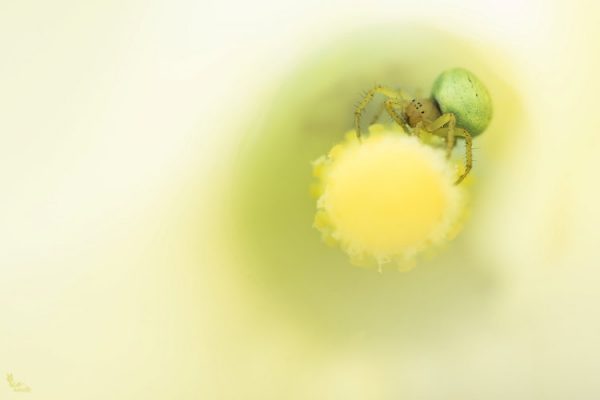 Man Used Insect Photography to Combat Suicidal Thoughts—and His ...