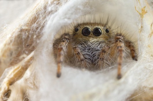 Man Used Insect Photography to Combat Suicidal Thoughts—and His ...