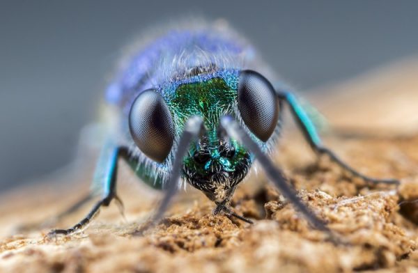 Man Used Insect Photography to Combat Suicidal Thoughts—and His ...