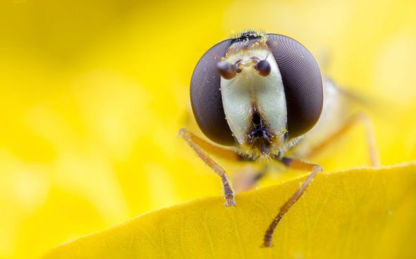 Man Used Insect Photography to Combat Suicidal Thoughts—and His ...