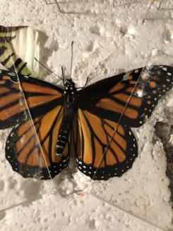 Woman Saves Injured Butterfly, Repairing Its Wing to Help It Fly Again