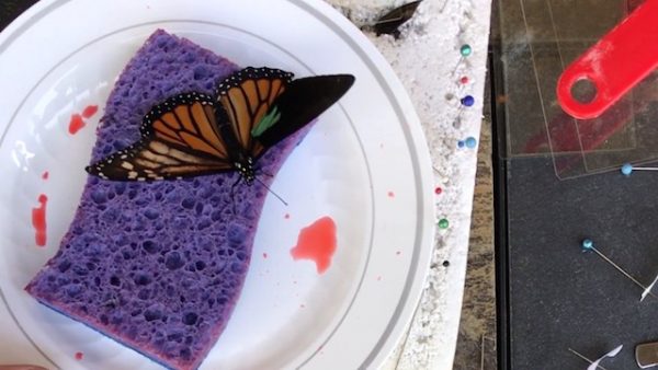 Woman Saves Injured Butterfly, Repairing Its Wing to Help It Fly Again