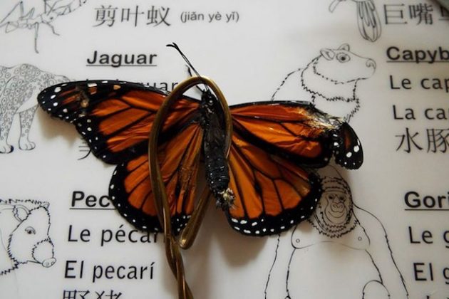 Woman Saves Injured Butterfly, Repairing Its Wing to Help It Fly Again