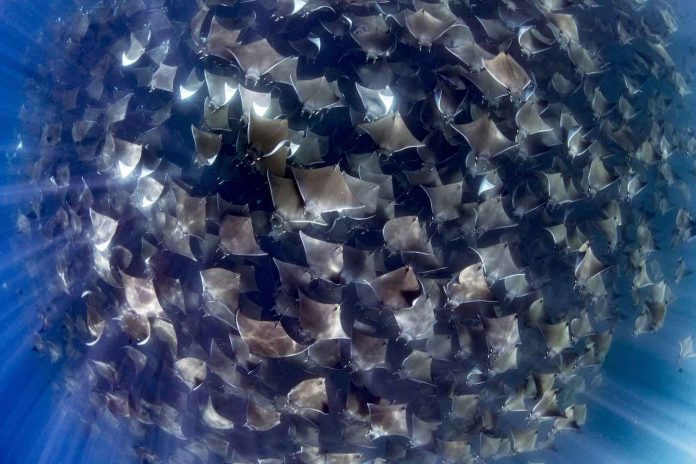 Photographer Captures Incredible Video of Thousands of Ray Fish Flying ...
