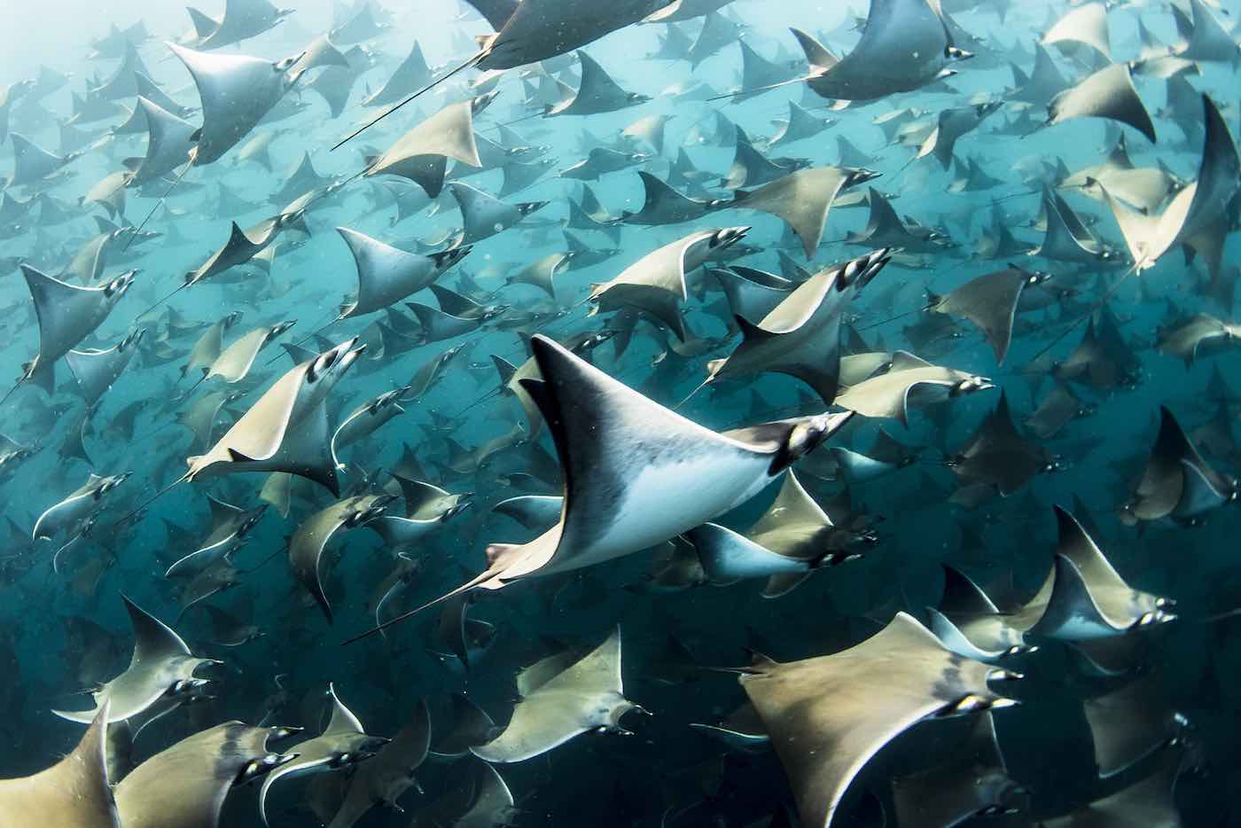 Photographer Captures Incredible Video of Thousands of Ray Fish Flying ...