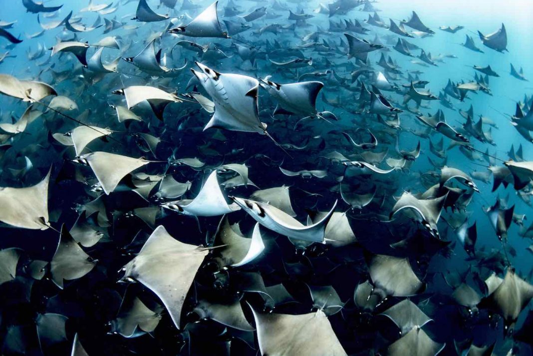 Photographer Captures Incredible Video of Thousands of Ray Fish Flying ...