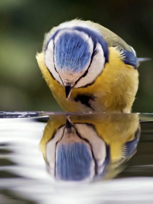 Blue-tiful: These Stunning Images Were Named The World's Best Photos ...