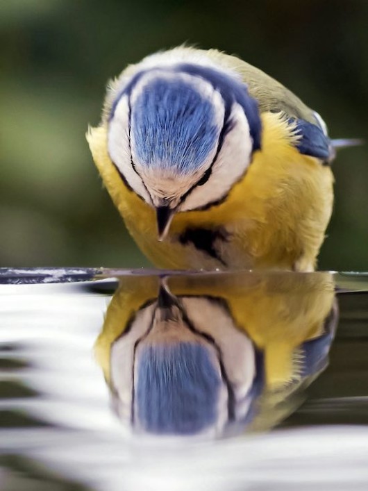 Blue-tiful: These Stunning Images Were Named The World's Best Photos ...