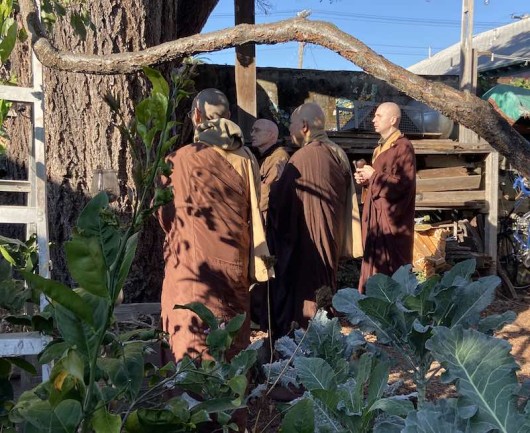Before Tree Gets Cut Down, Buddhist Monastery Writes Touching Notice to ...