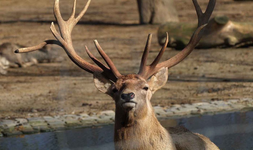 Once Numbering Less Than 400, Majestic Bukhara Deer Return To The Wilds ...