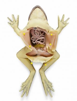 Hyper-Realistic Replicas Finally Spare Students—and Declining Frog ...