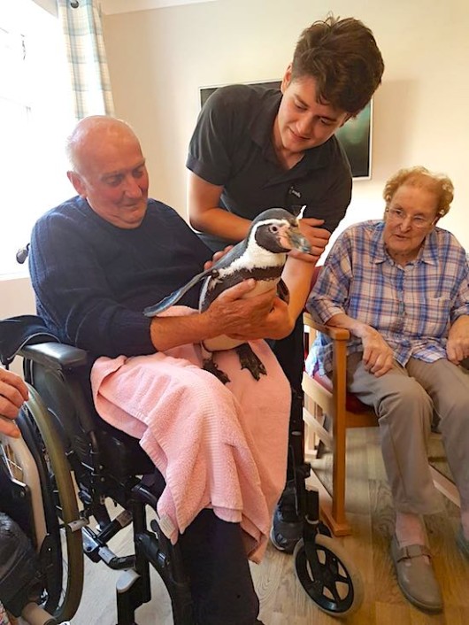 After 99-Year-old Expresses Wish to Meet a Penguin, Her Entire Nursing ...
