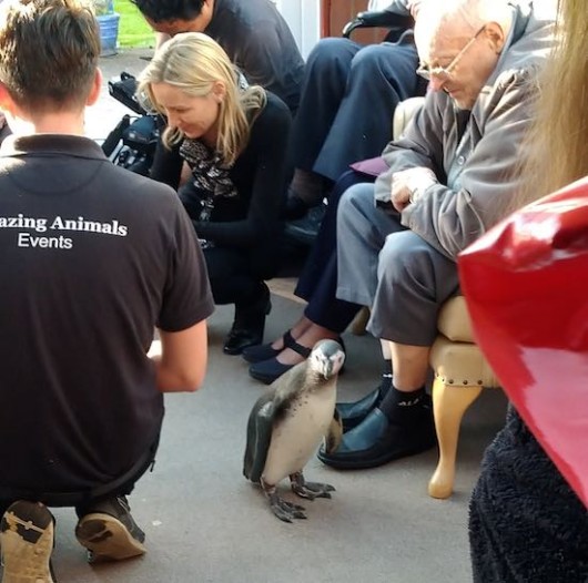 After 99-Year-old Expresses Wish to Meet a Penguin, Her Entire Nursing ...