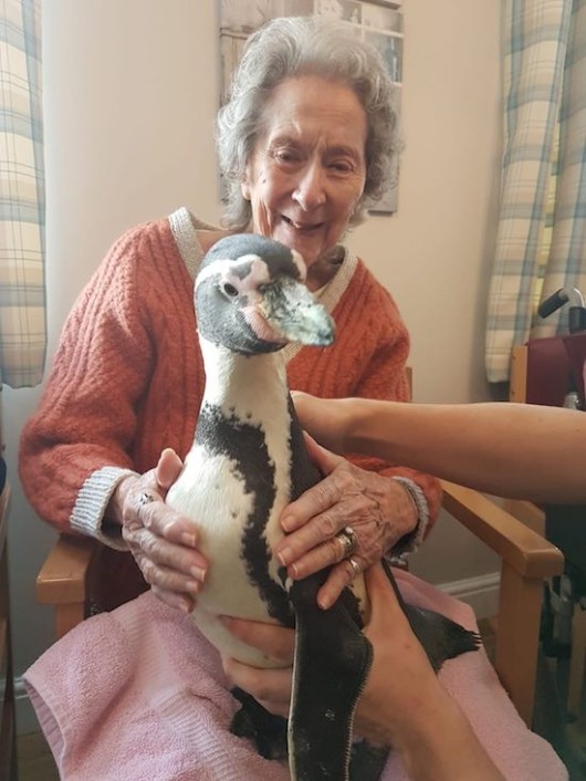 After 99-Year-old Expresses Wish to Meet a Penguin, Her Entire Nursing ...