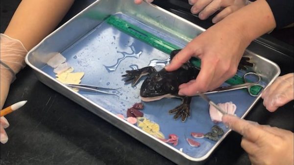 Hyper-Realistic Replicas Finally Spare Students—and Declining Frog ...