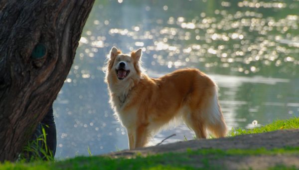 Abandoned Senior Dogs Are Living Out Their Golden Years With Love At ...