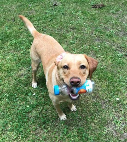 Labrador Retriever Has Been Helping Owner Collect Hundreds of Pounds of ...