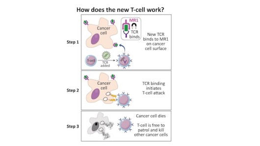 Accidental Discovery of New T-Cell Hailed as Major Breakthrough for ...
