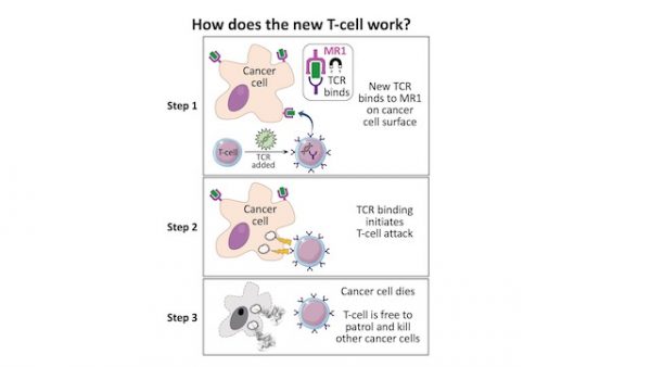 Accidental Discovery of New T-Cell Hailed as Major Breakthrough for ...