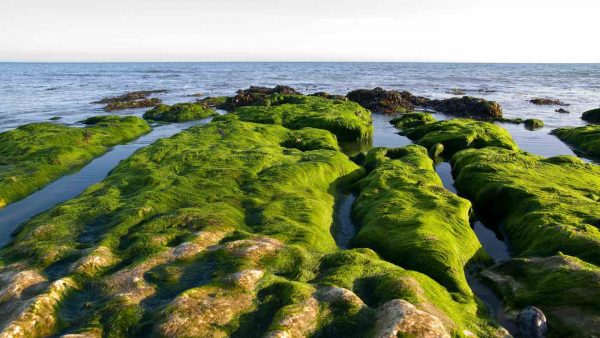 Biodegradable Food Wrap Created From Algae and Cinnamon Compound is the ...