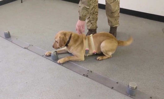 Researchers Design First-of-its-Kind Wearable Device That Can Monitor ...