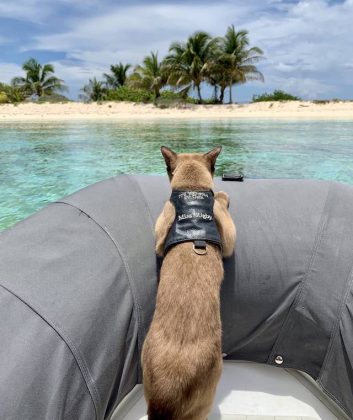 This Epic Pirate Cat Has Spent Her Whole Life Sailing the Ocean (Look)