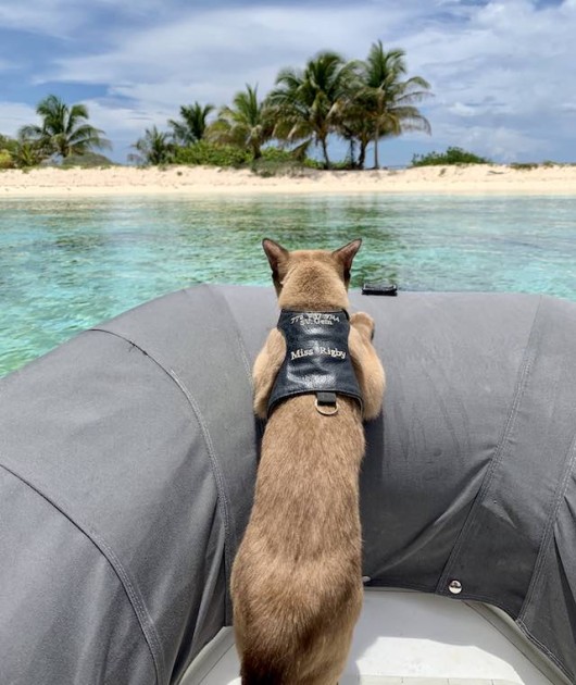 This Epic Pirate Cat Has Spent Her Whole Life Sailing the Ocean (Look)