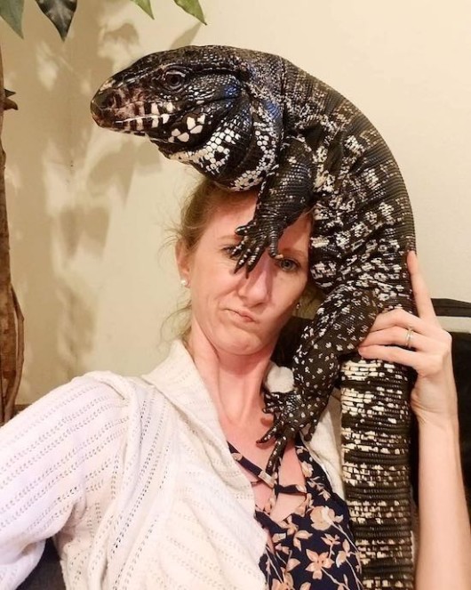 Giant Lizard Raises Money for Bushfire Relief by Painting Massive ...