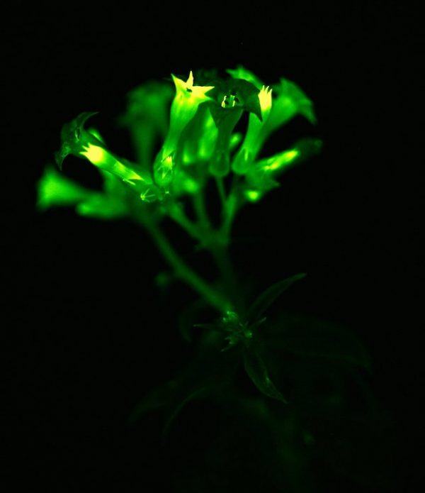 For the First Time, Researchers Make Plants That Glow Sustainably—And ...